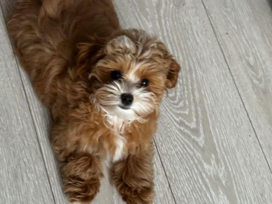 Мальтипу f1 девочки мини