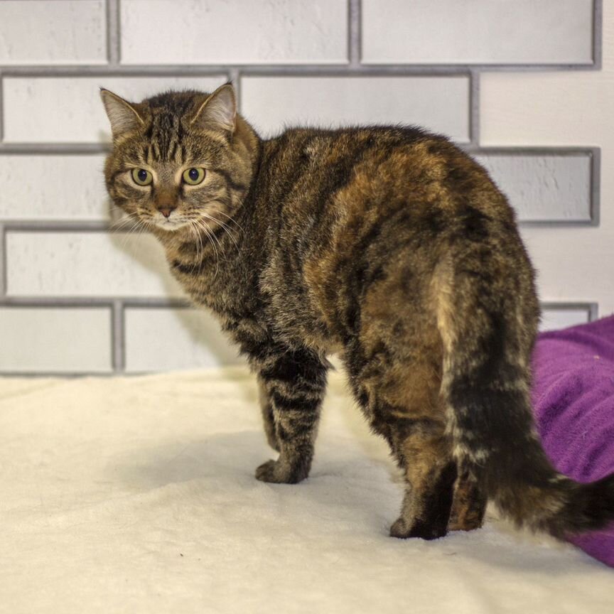 Ищет новый дом кошка