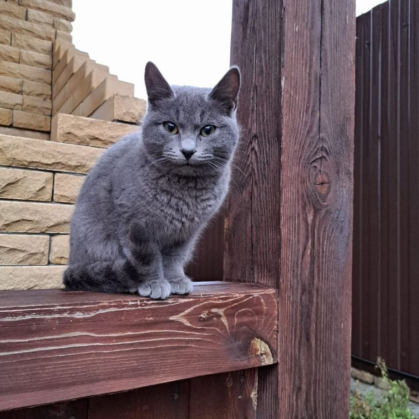 В добрый руки