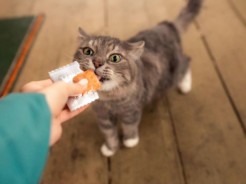 Кошка из приюта в добрые руки бесплатно