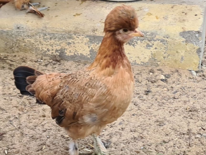 Алтайская бентамка