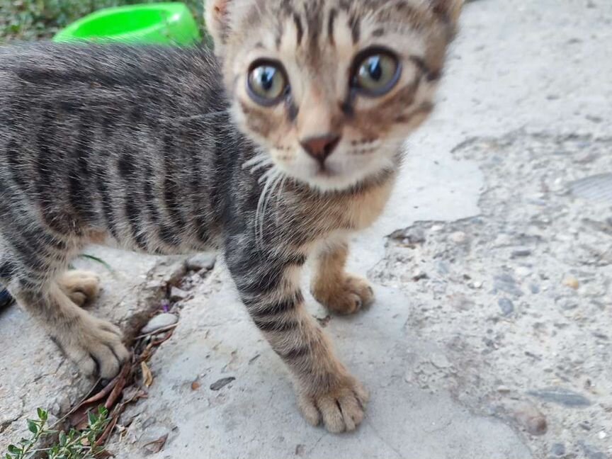 Котёнок дворняжка