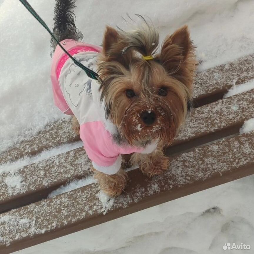 Йоркширский терьер