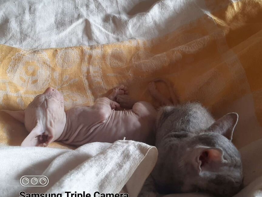 Донской сфинкс котята