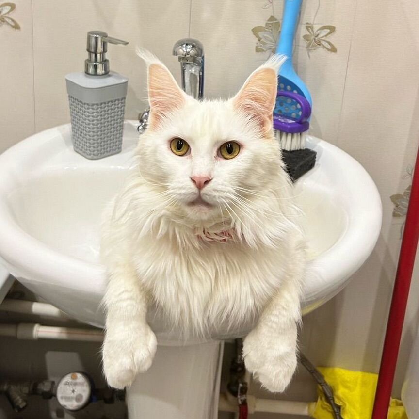 Взрослая, кошка в добрые руки