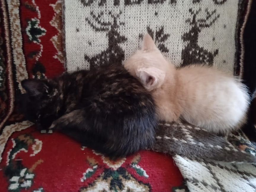 Кошечка трехцветка