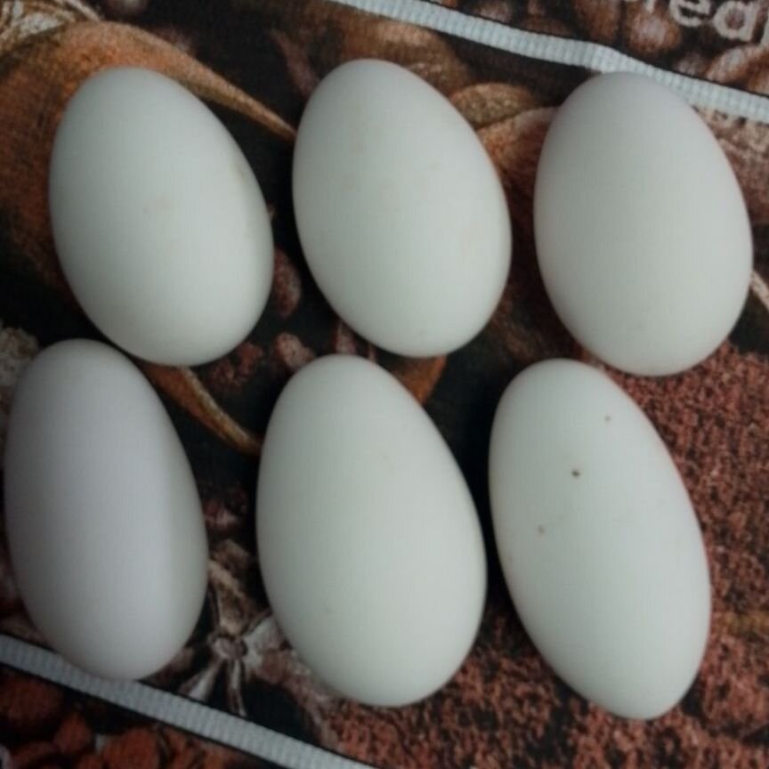 Яйца для инкубации гусей