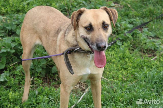 Собака очень ждет свою семью