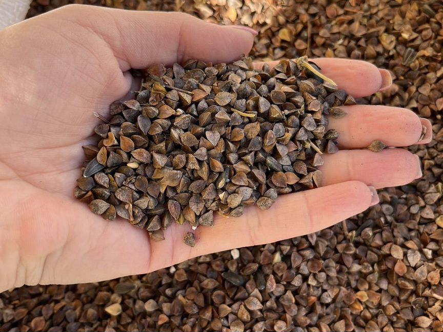 Гречка / Гречиха