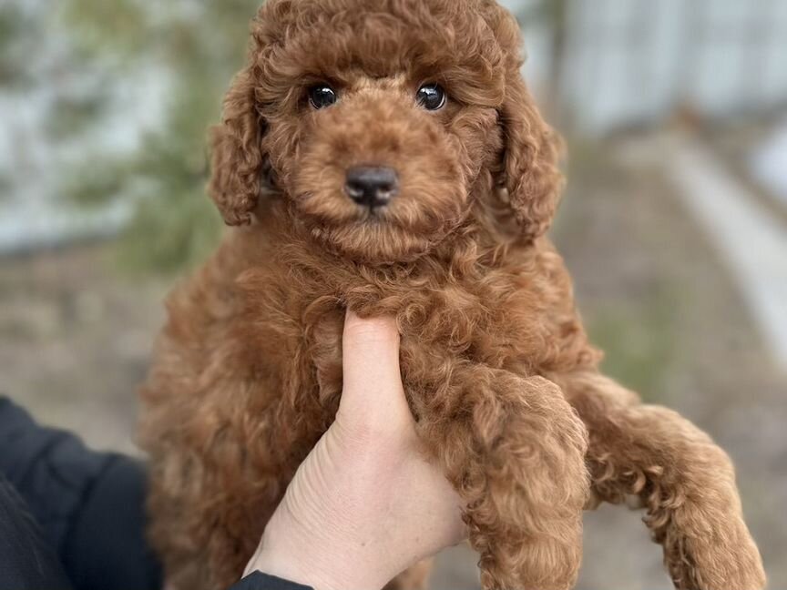 Той-пудель миниатюрный