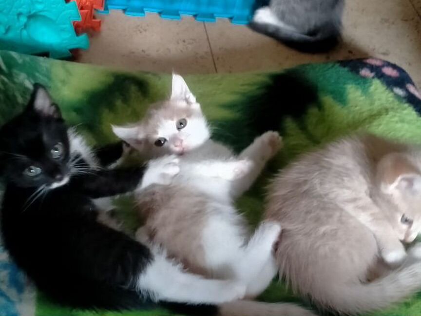 Котята в добрые руки