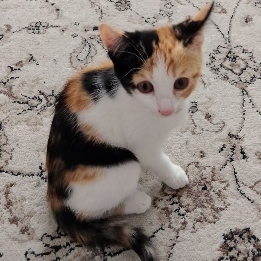 Котенок