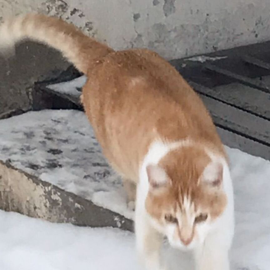 Домашняя кошечка прибилась