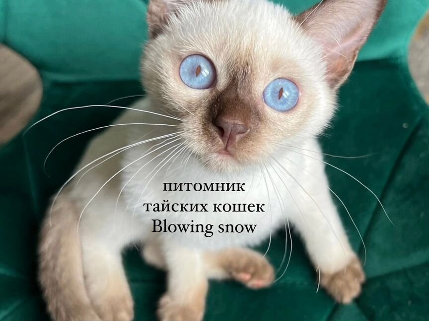 Котята тайской кошки
