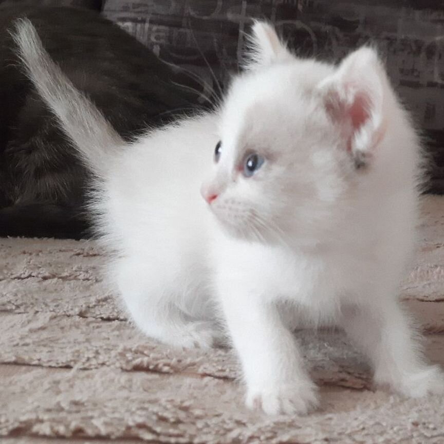 Отдам котят, 2 мальчика и 2 девочки