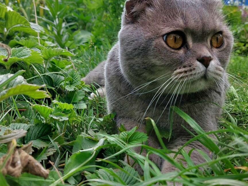 Шотландский вислоухий кот
