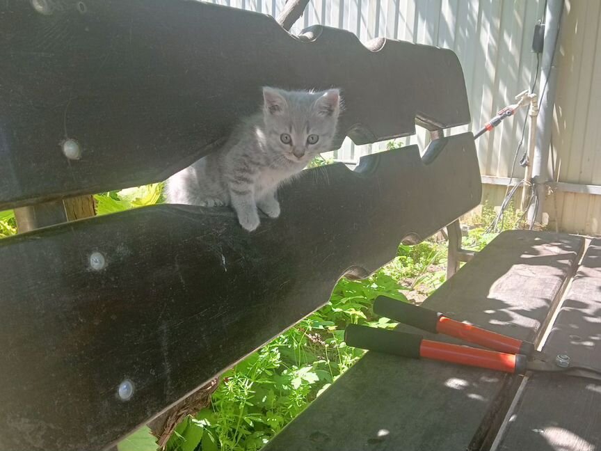 Британские котята бесплатно