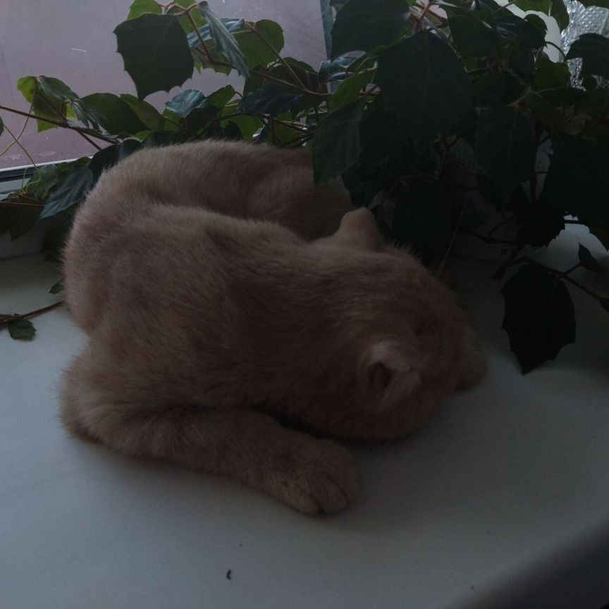 Рыжий вислоухий кот