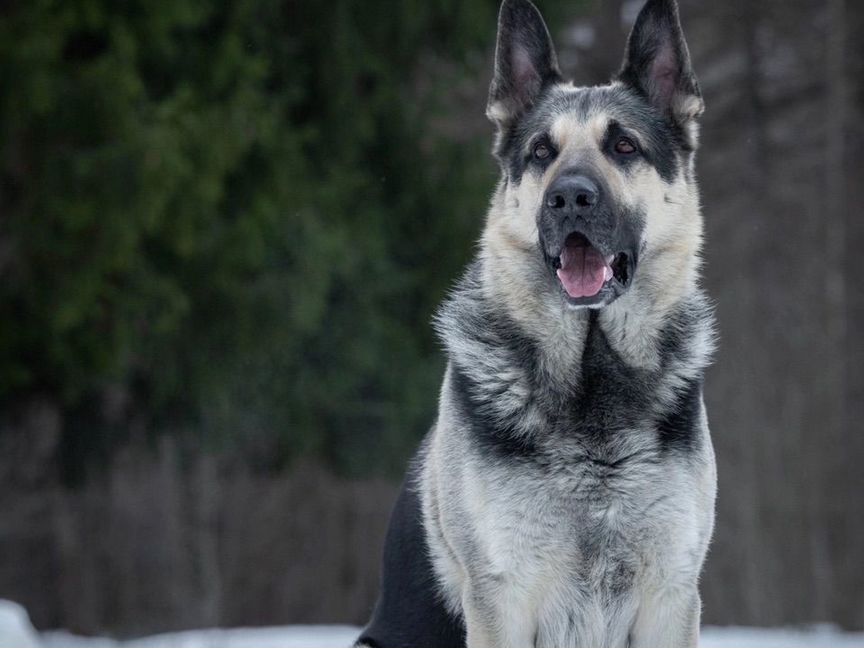 Щенки восточноевропейской овчарки