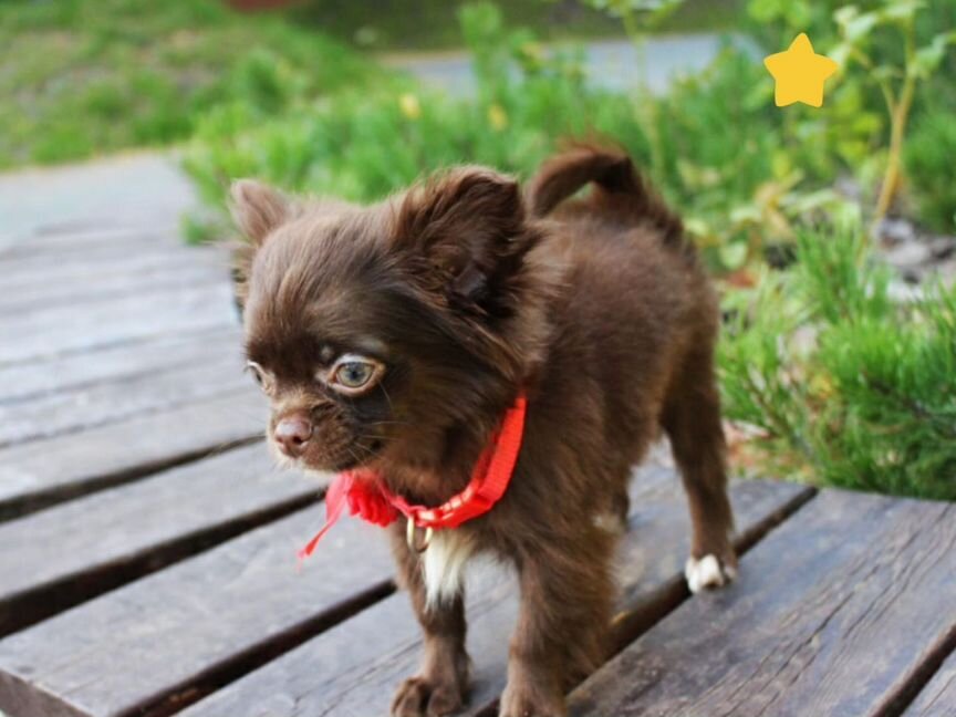 Шоколадные щенки