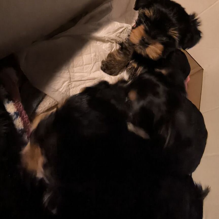 Щенок от частного владельца