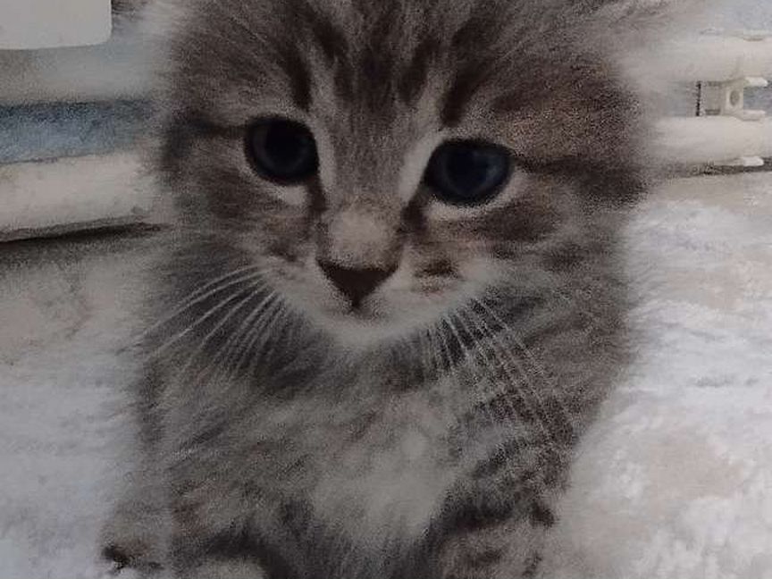 Котята в добрые руки даром