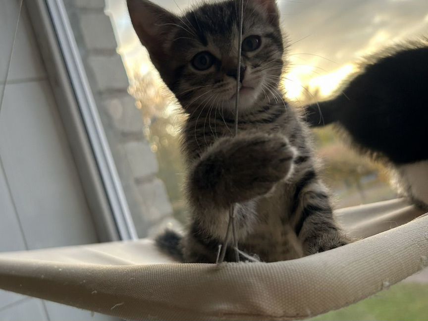 Грустный котенок ищет дом