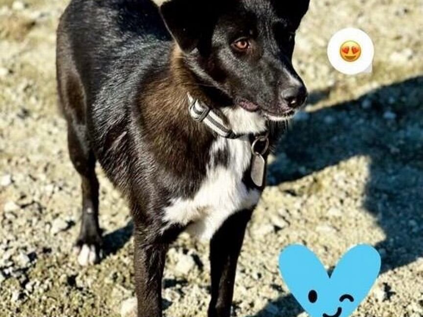 Небольшой щенок бесплатно