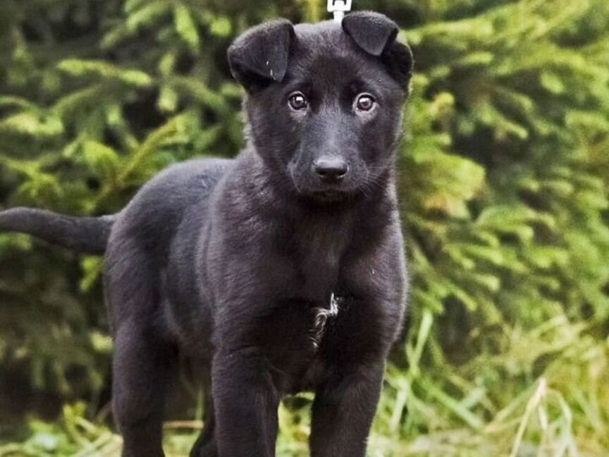 Собака девочка