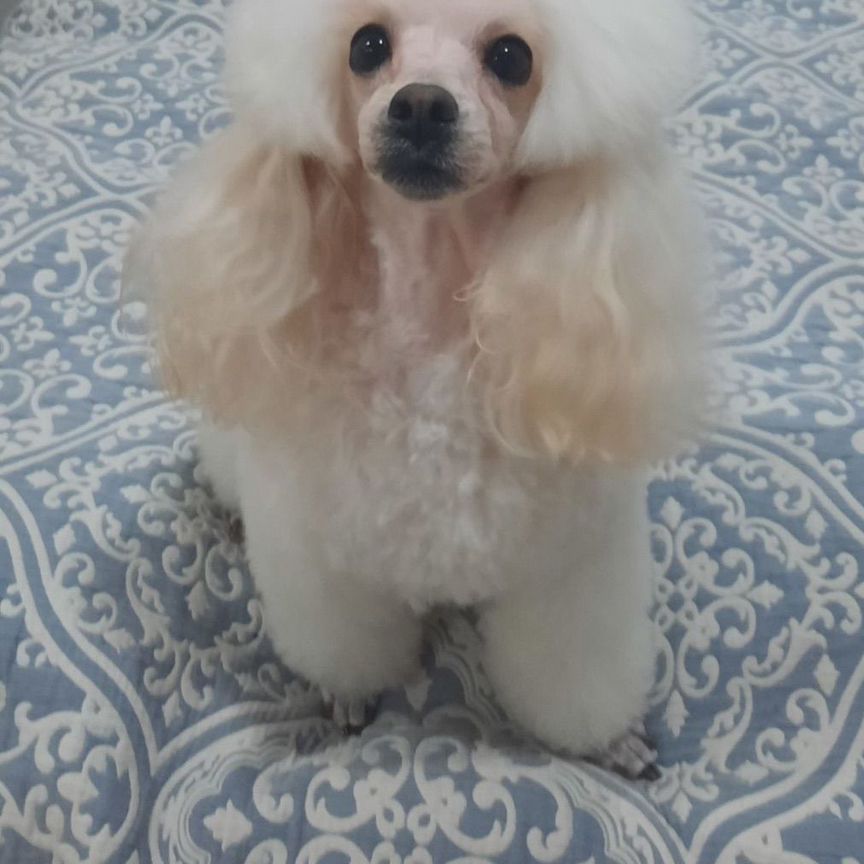 Продам щенков той пуделя