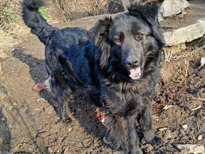 Сэмик в добрые руки