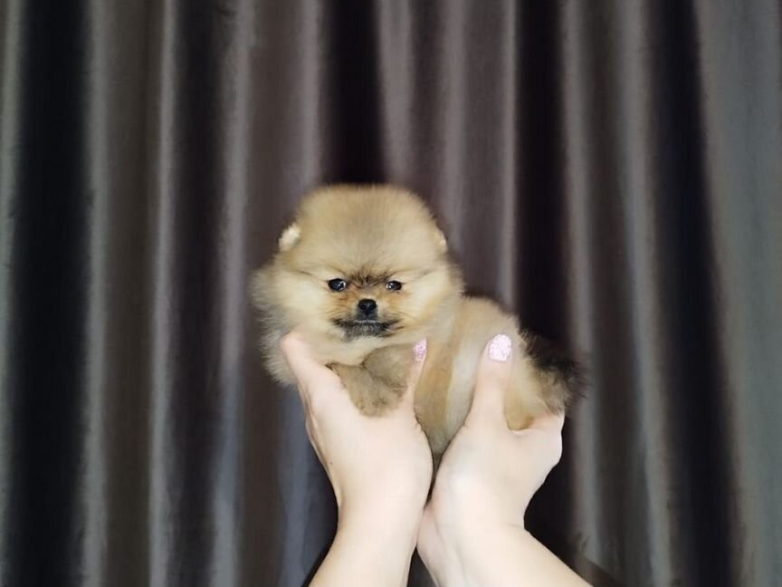 Красивые крошки шпица