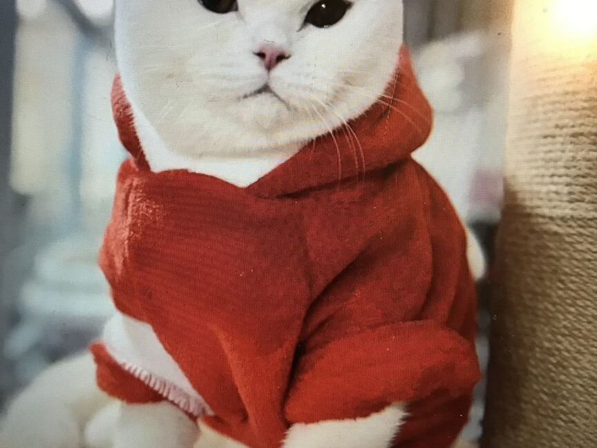 Кот Британский Белый