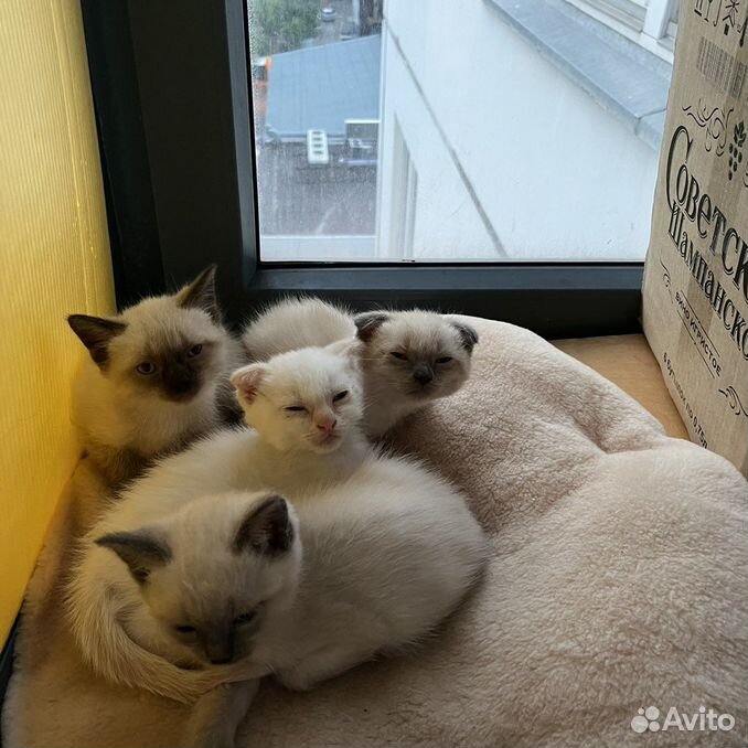Котята шотландцы