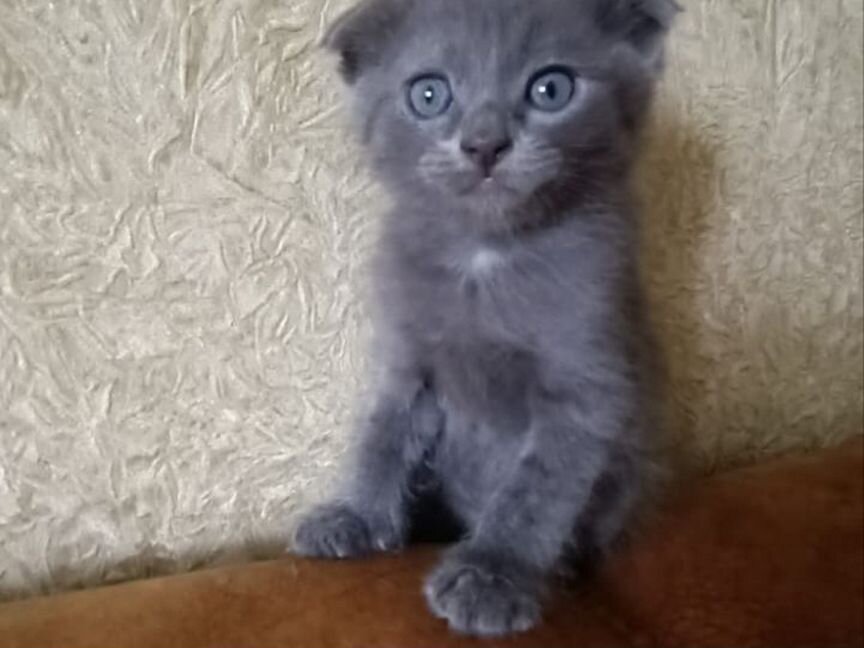 Лапульки-красотульки