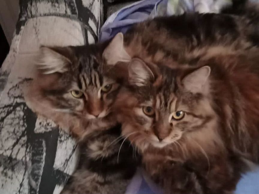 Котики, породистые, отдадим в хорошие руки