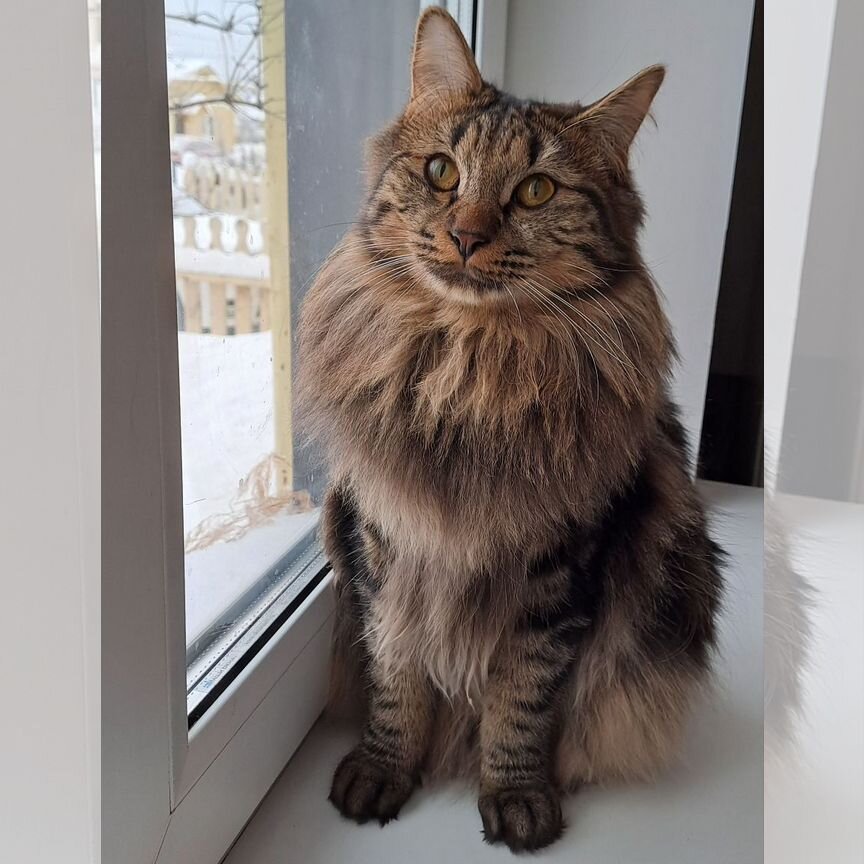 Курильский бобтейл длинношёрстный котёнок