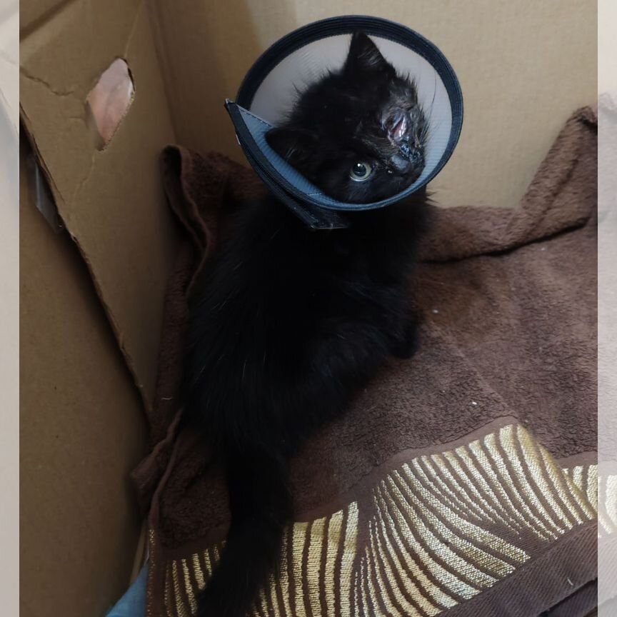 Котёнок в добрые руки