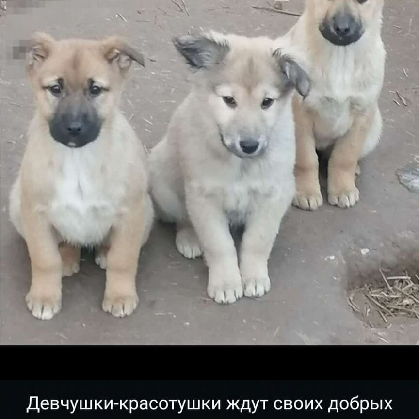 Девочки щенки 2,5 мес в добрые ручки