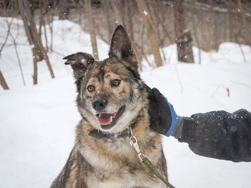 Собака по имени Волчок ищет дом