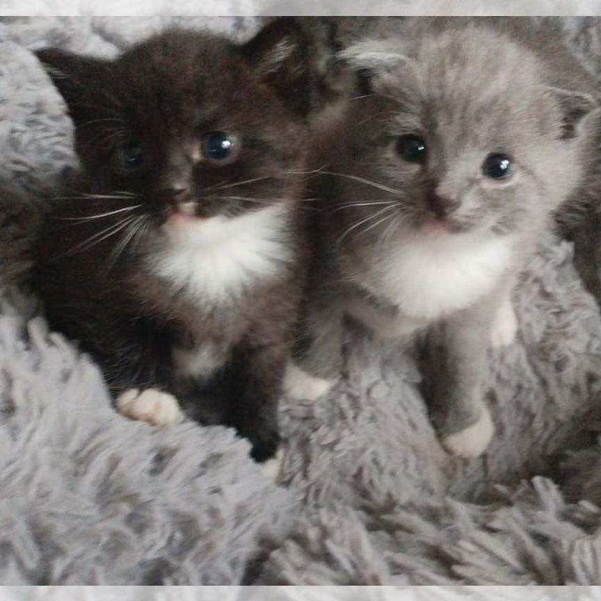 Британские вислоухие котята