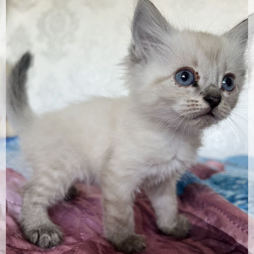 Сиамский котёнок