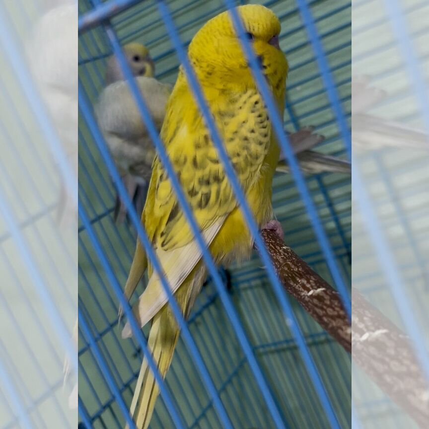 Выставочный волнистый попугай