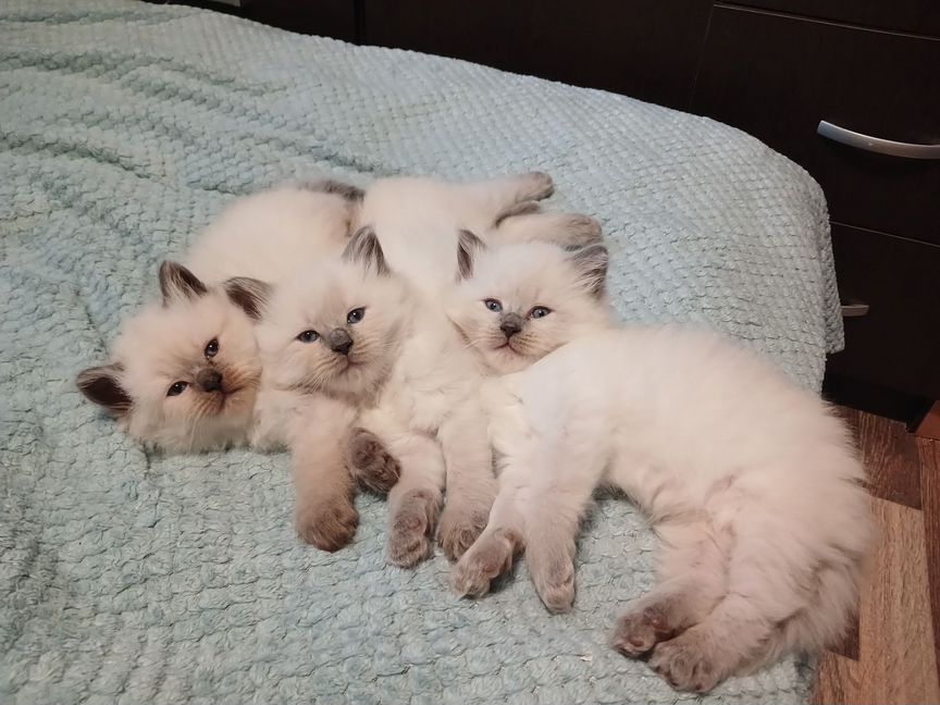 Невские маскарадные котята