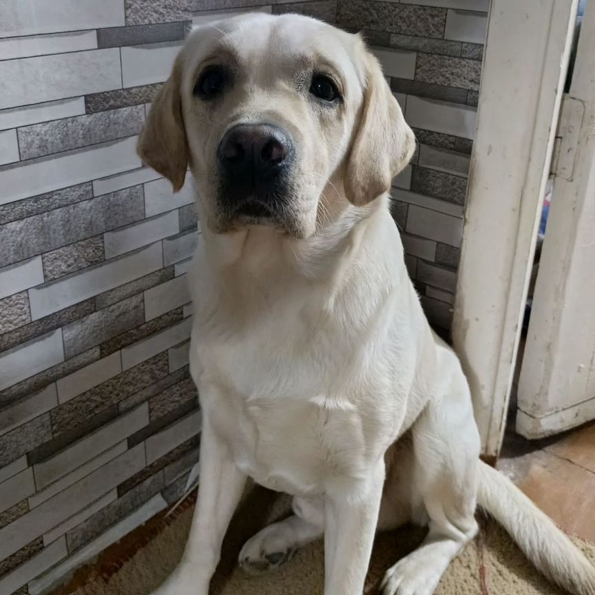 Золотистый ретривер, взрослая собака