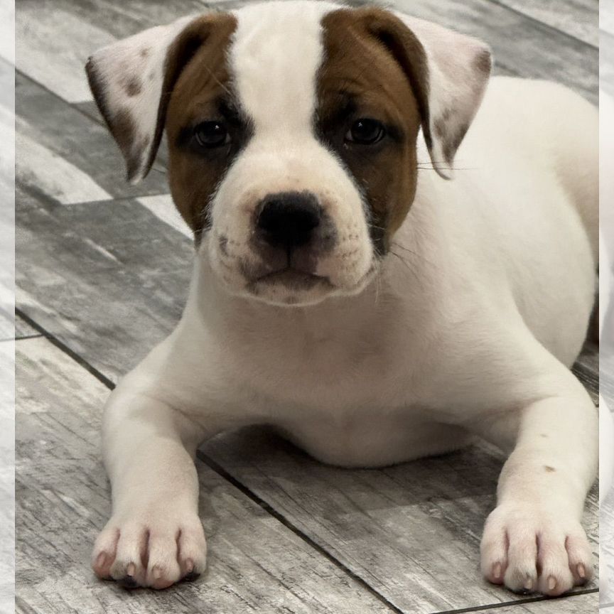 Стаффордширский бультерьер, щенок