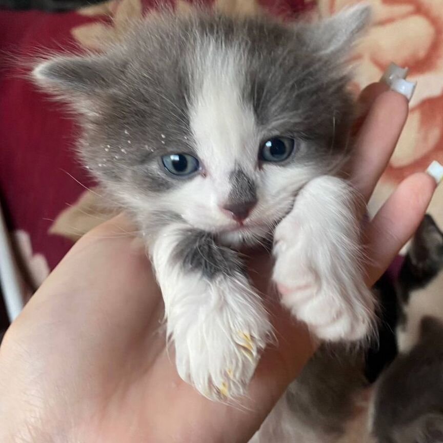 Котёнок в добрые руки