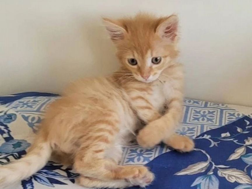 Маленький рыжик