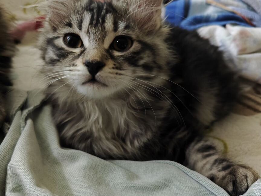 Котенок курильского бобтейла