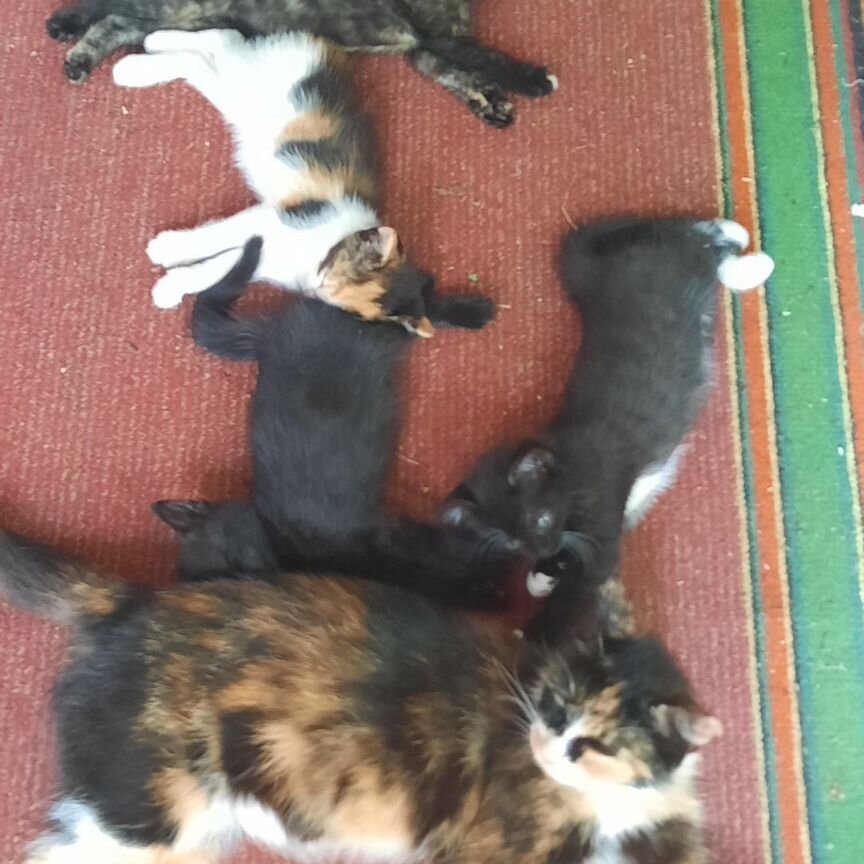 Котята в добрые руки девочки